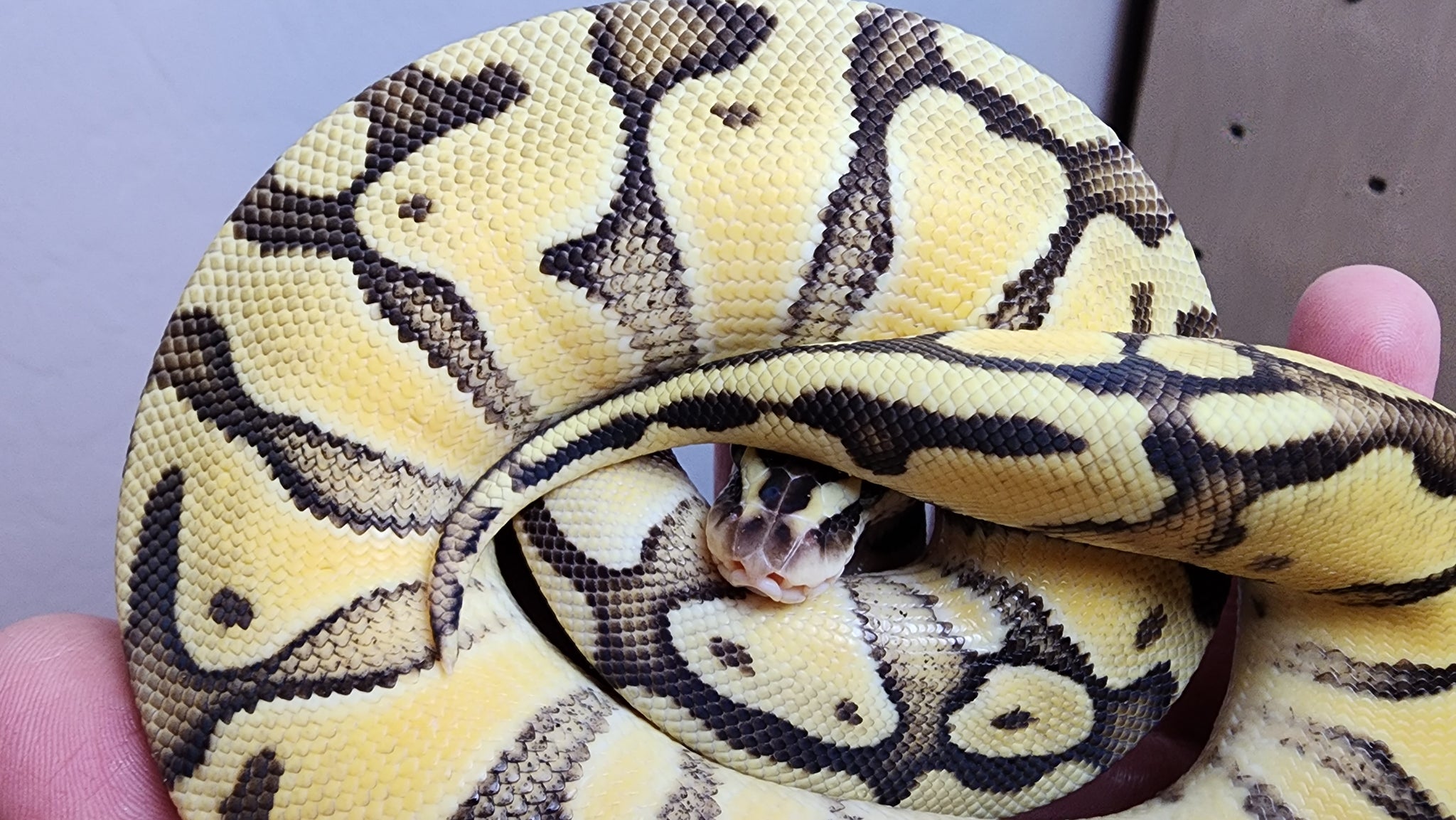 Female Super Pastel Enchi Het Clown Ball Python – Geeky Gecko Creations