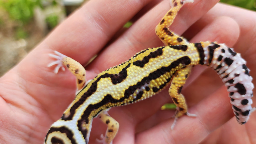 Drippy Boldstripe Hyper Xanthic White & Yellow Male Leopard Gecko ...