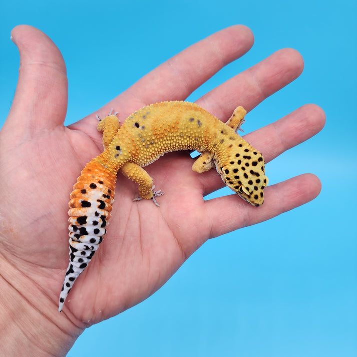Mandarin Inferno Jungle (pet slight funny walk) – Frank Cuzzolina