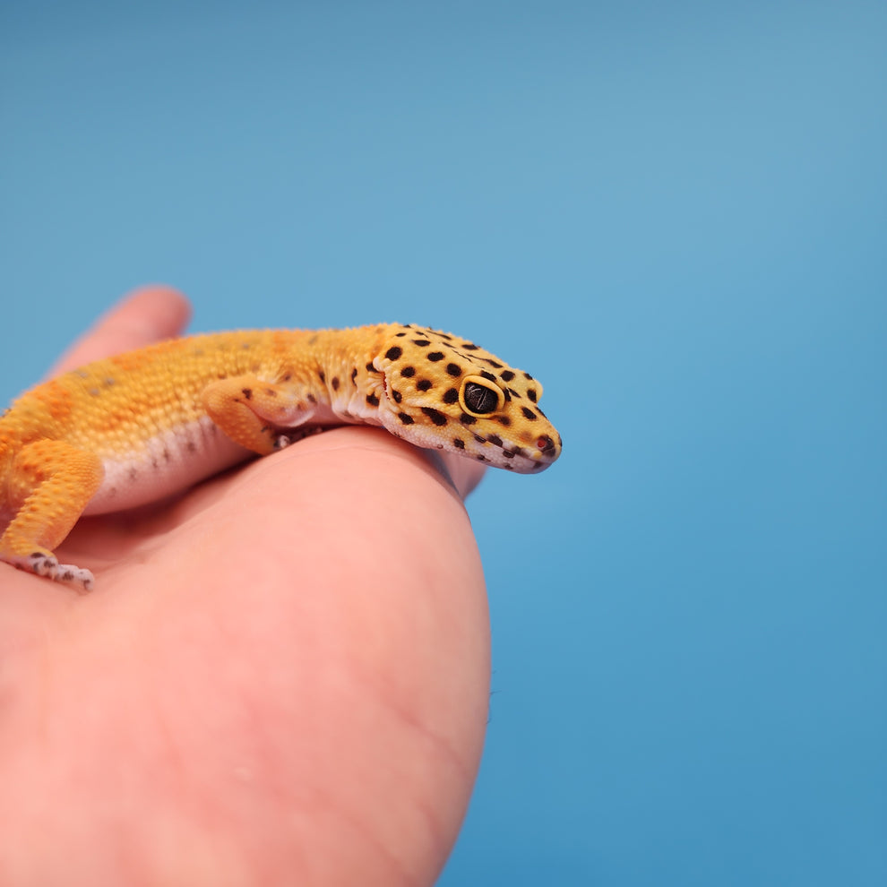Mandarin Inferno Jungle (pet slight funny walk) – Frank Cuzzolina