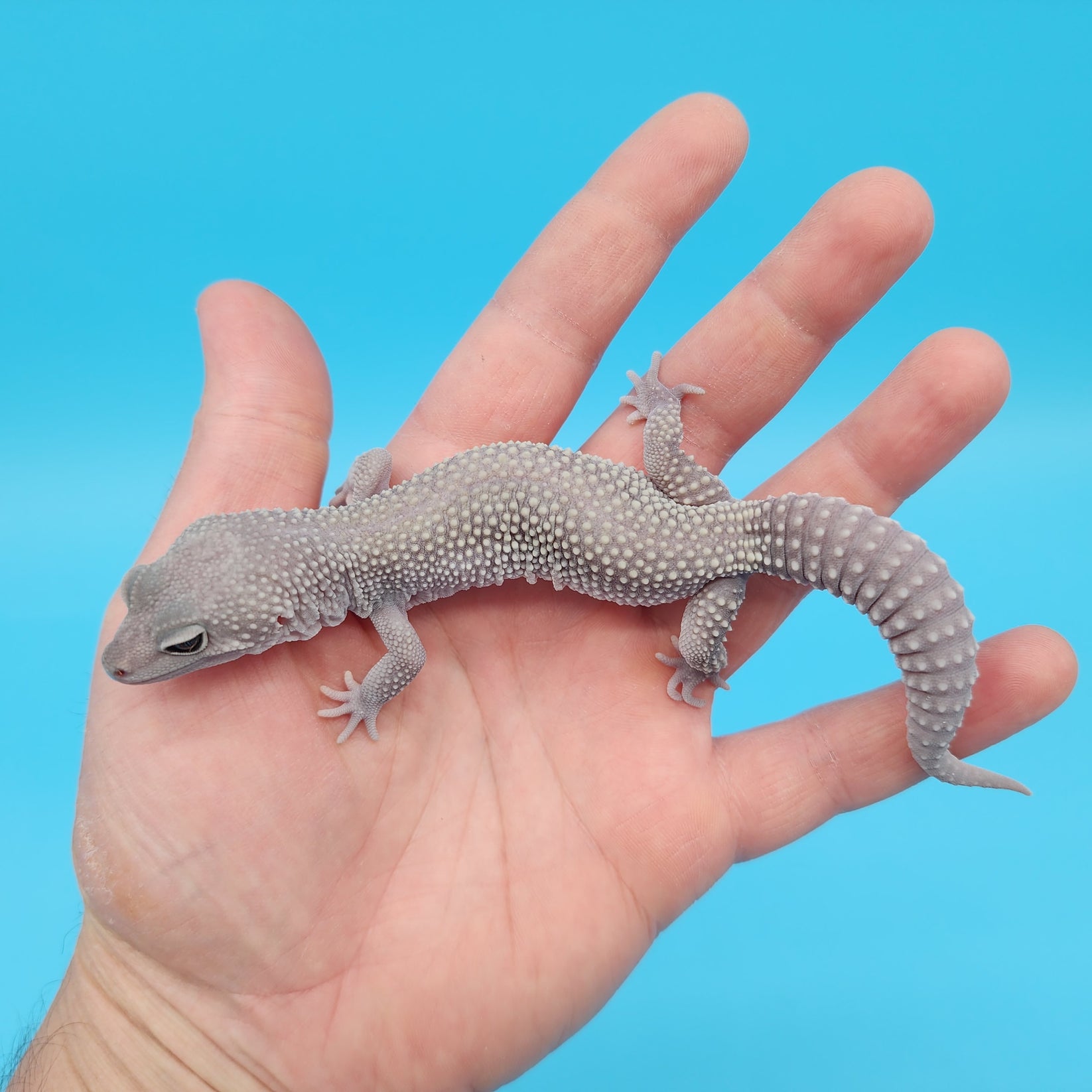 Male Afghanicus Midnight Blizzard Pos Mack Snow Leopard Gecko – Geeky ...