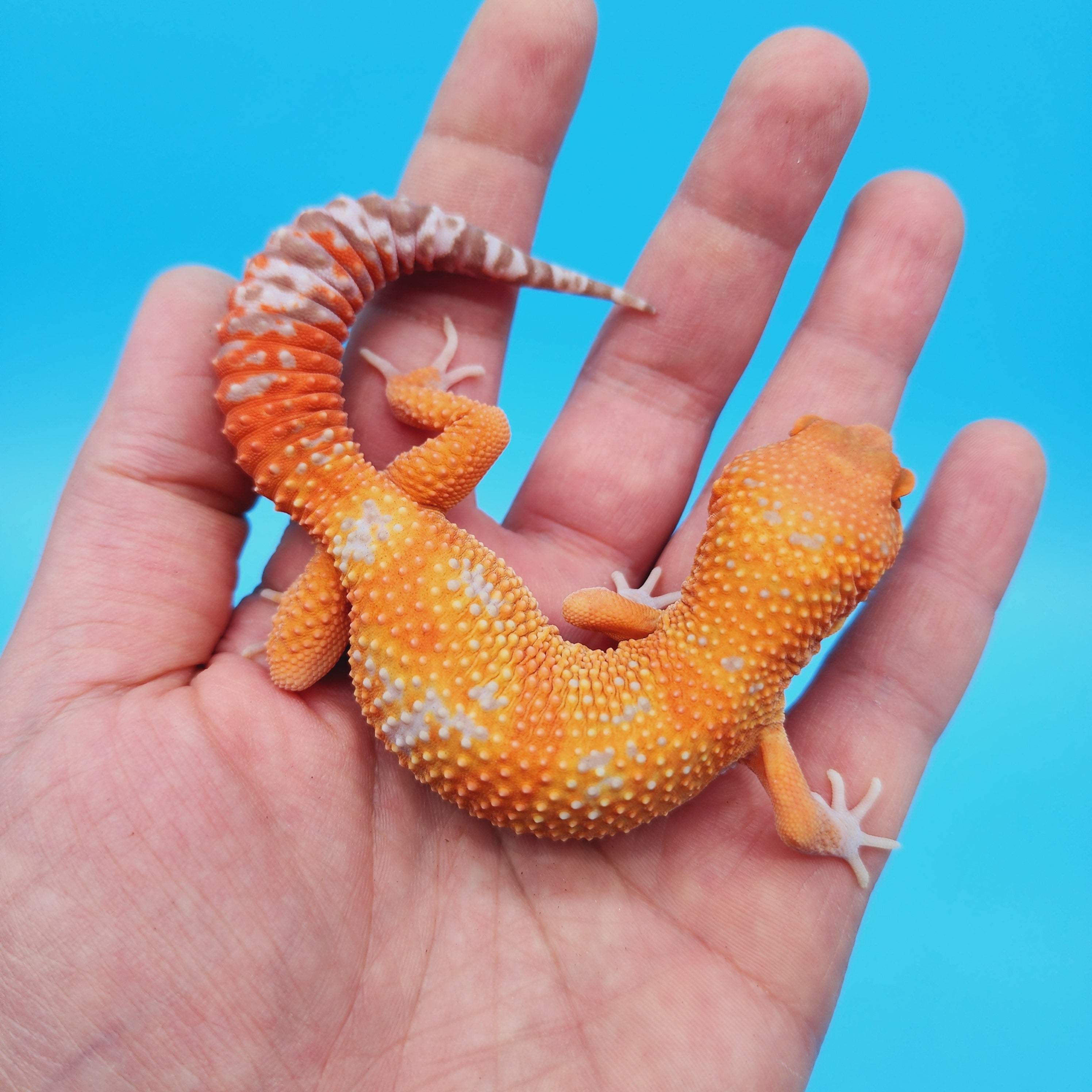 Male Mandarin Inferno Tangerine Jungle Tremper Albino Leopard Gecko ...