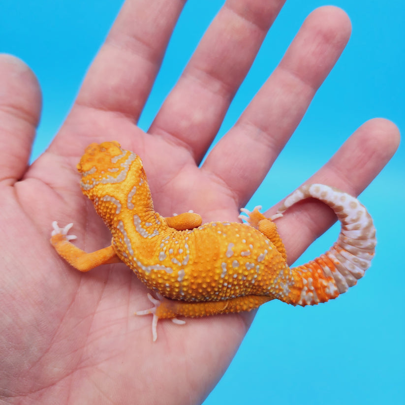 Female Mandarin Inferno Jungle Tremper Albino Leopard Gecko (slow grow ...