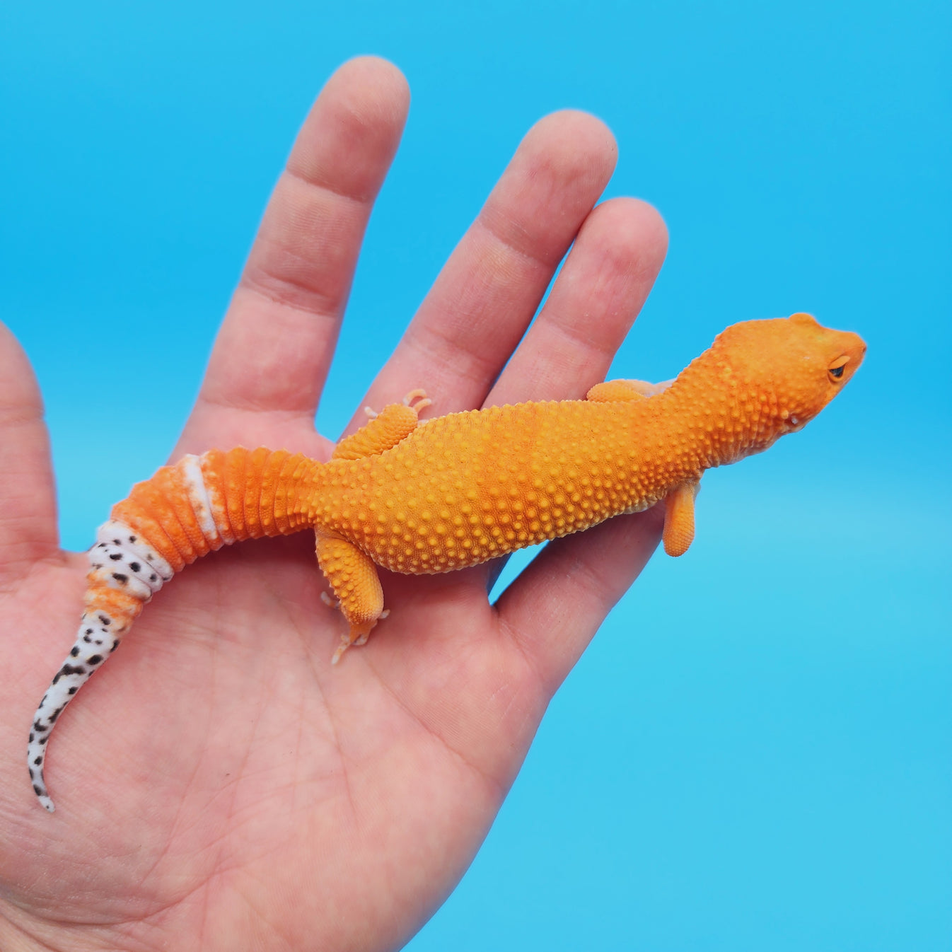 Female Mandarin Inferno Super Hypo Leopard Gecko – Geeky Gecko Creations