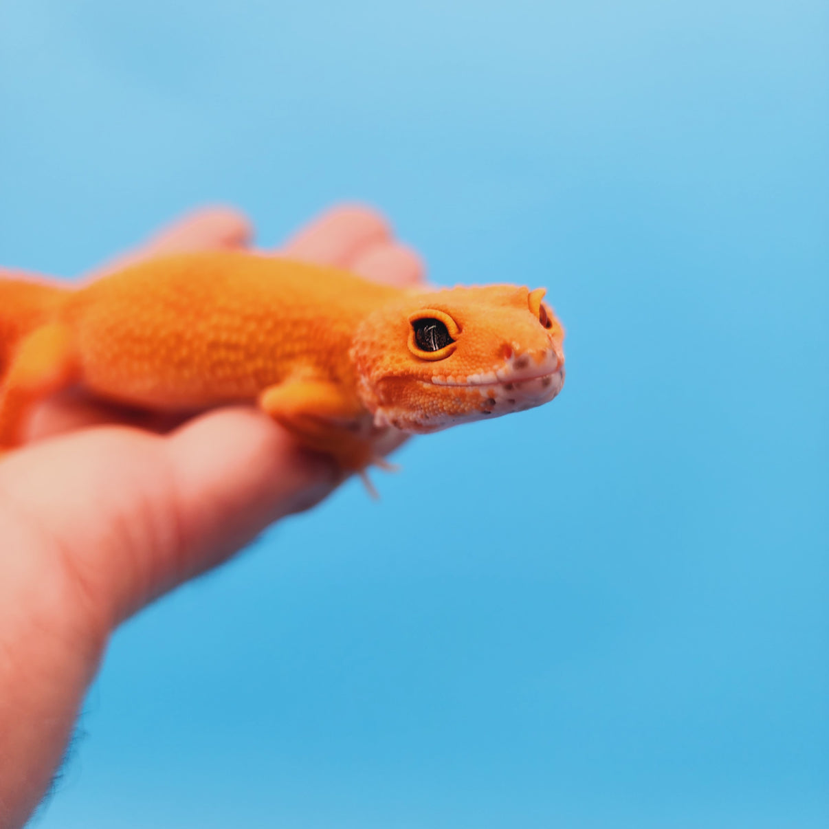 Female Mandarin Inferno Super Hypo Leopard Gecko – Geeky Gecko Creations