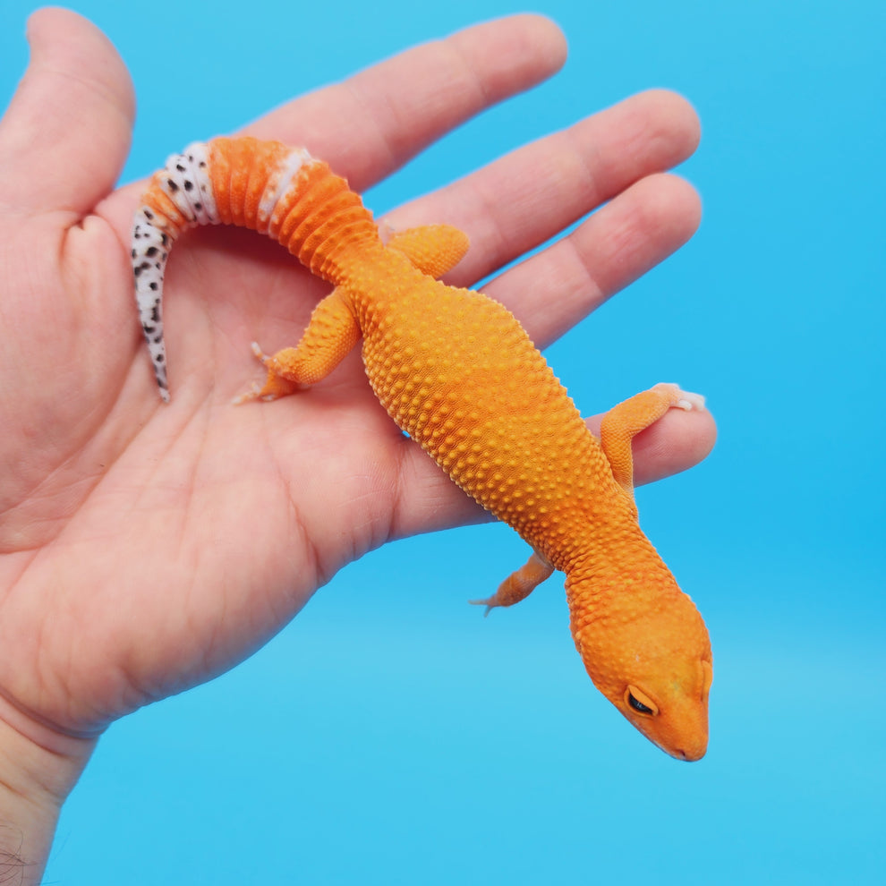 Female Mandarin Inferno Super Hypo Leopard Gecko – Geeky Gecko Creations