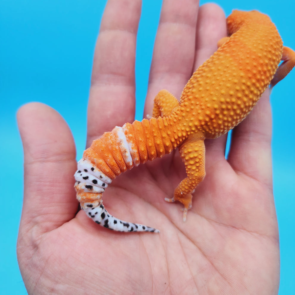 Female Mandarin Inferno Super Hypo Leopard Gecko – Frank Cuzzolina