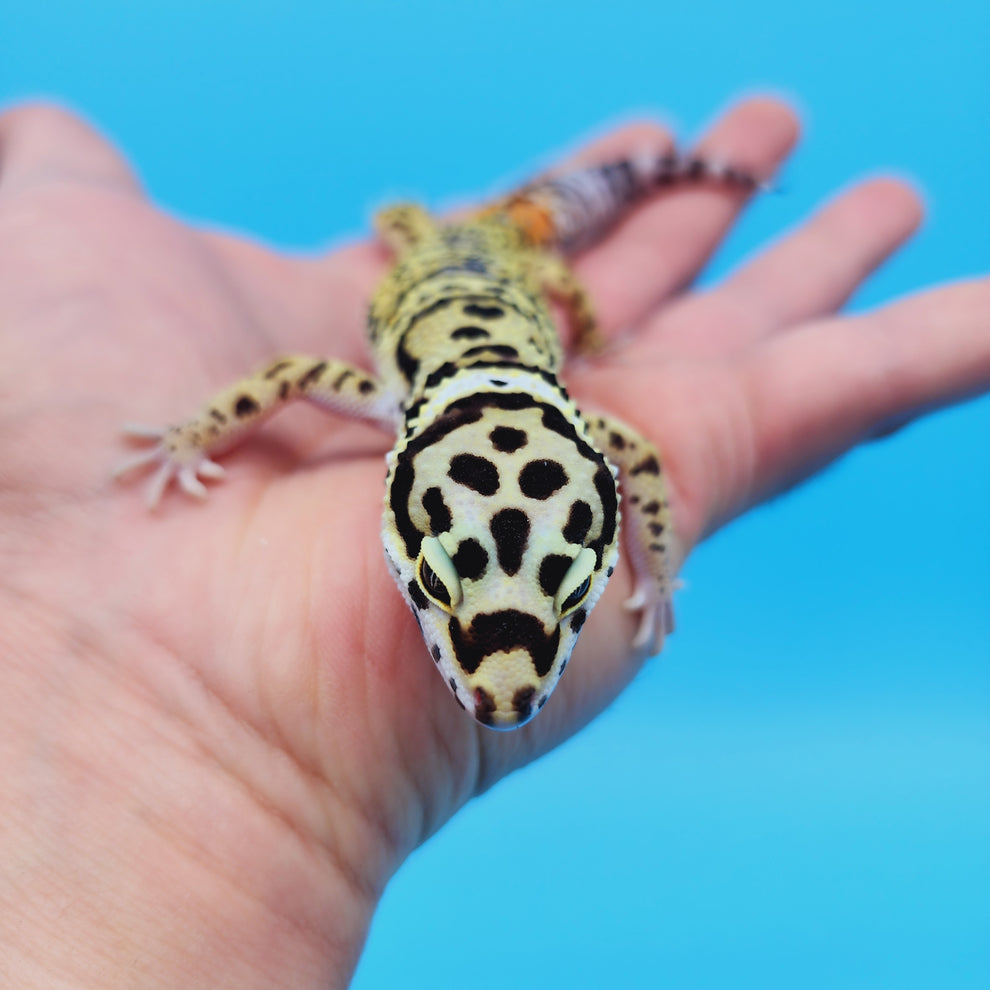 Male TRI-Color Hyper Xanthic Afghan Bold Bandit Leopard Gecko – Frank ...
