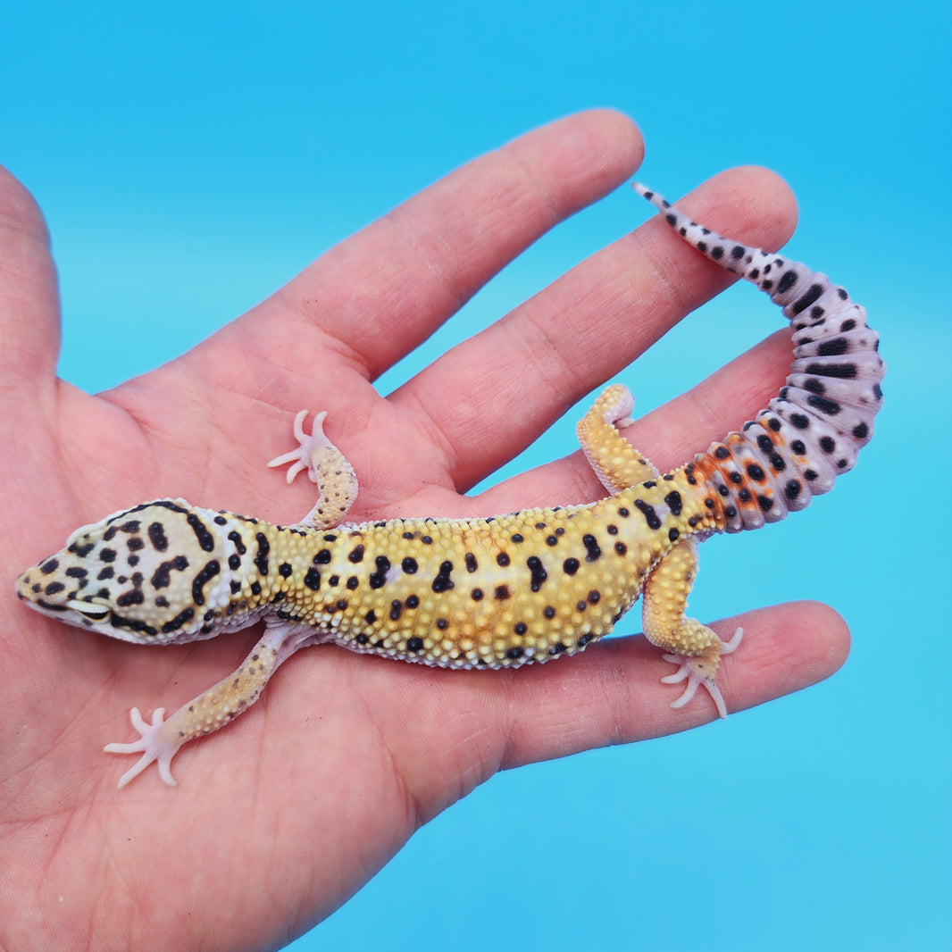 Male Leopard Geckos for Sale – Geeky Gecko Creations