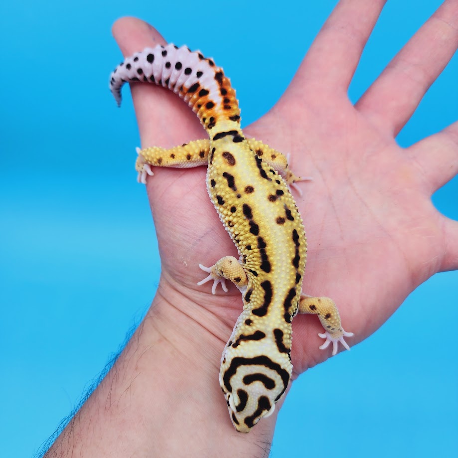 Male Hyper Xanthic Bold Stripe Bandit Leopard Gecko (smiley face ...