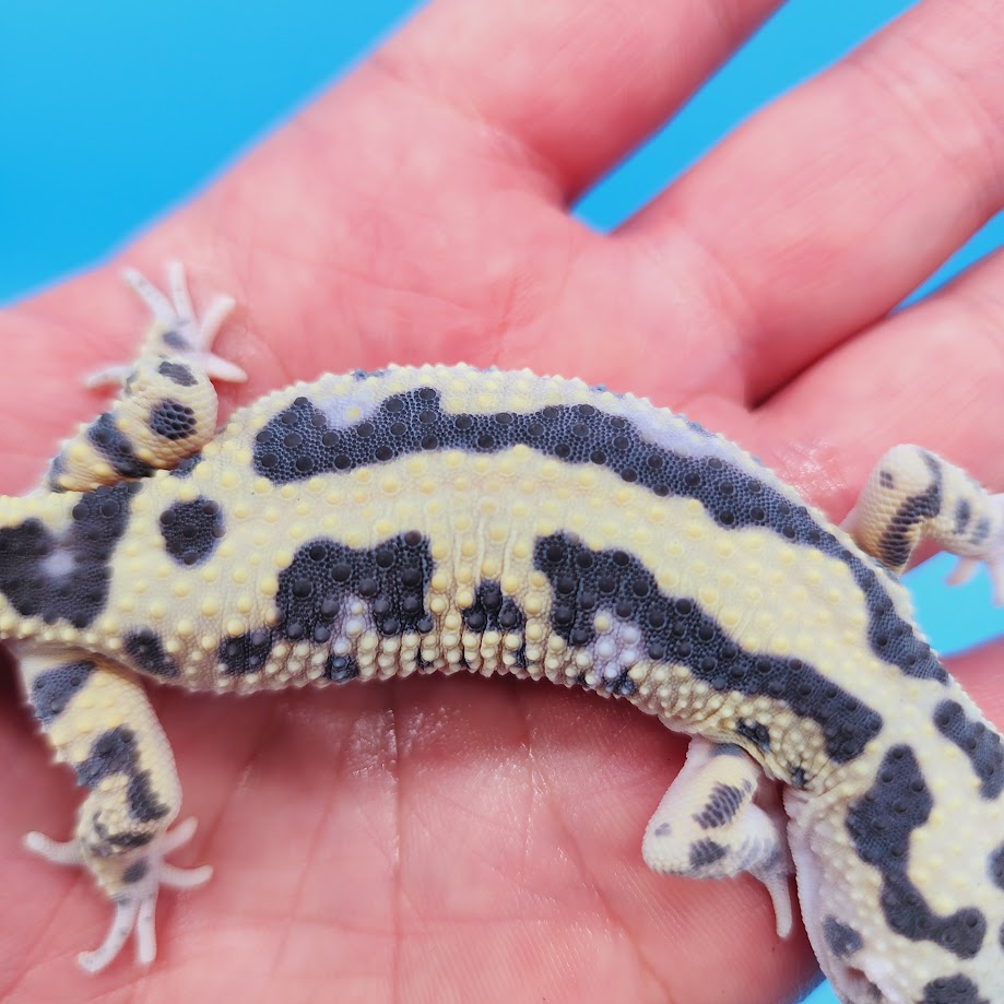 Female Bold Stripe Bandit Leopard Gecko (Norman Davis Legacy Line) in ...
