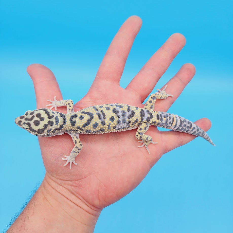 Male Hyper Xanthic Afghanicus Bold Leopard Gecko (in shed) – Geeky ...