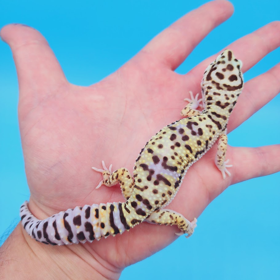 Female Ultra Light Bumblebee Hyper Xanthic Afghanicus Bold Possible Wh ...