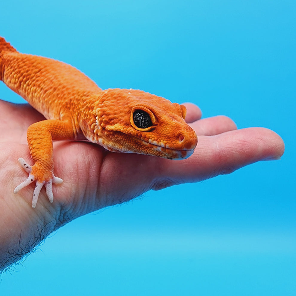 Male Red Dragon (DEEP ORANGE) – Geeky Gecko Creations