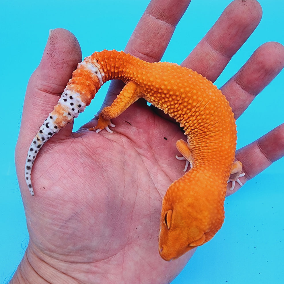 Male Red Dragon (DEEP ORANGE) – Geeky Gecko Creations