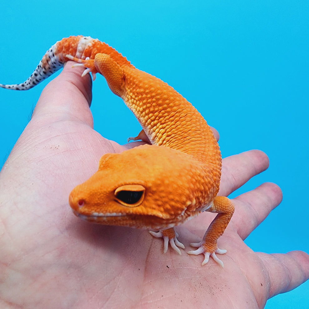 Male Red Dragon (DEEP ORANGE) – Geeky Gecko Creations