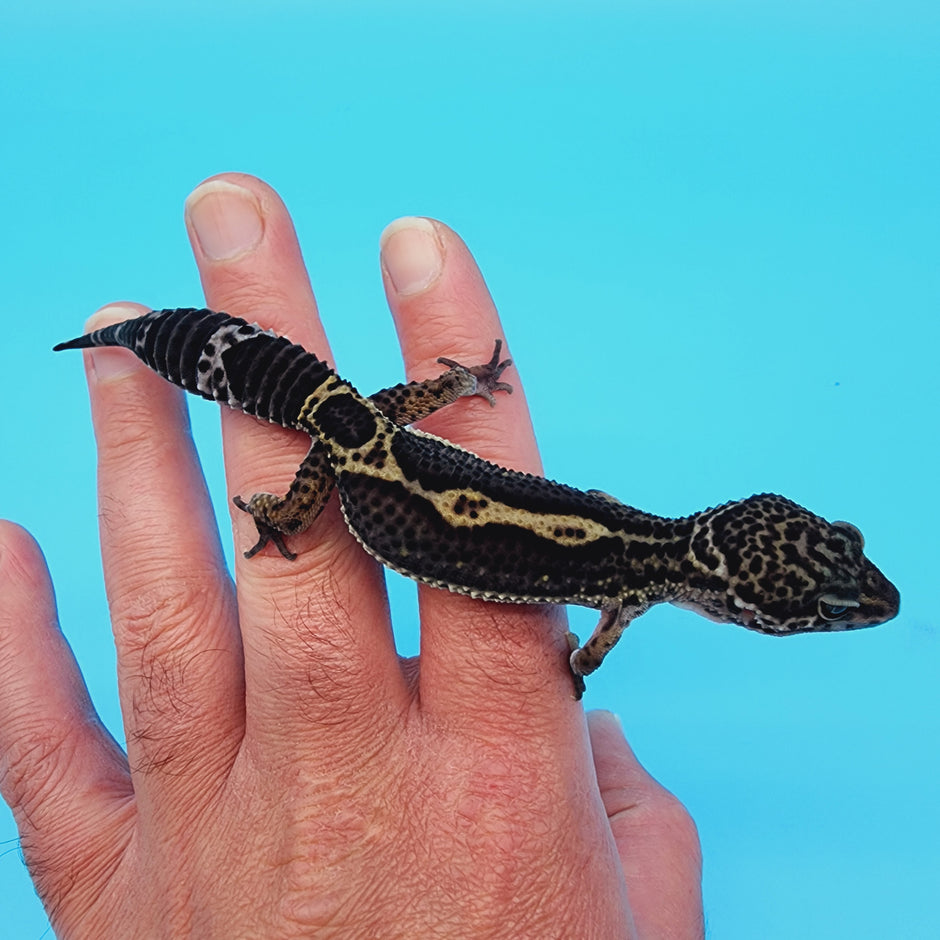 Black Night Leopard Geckos for Sale – Geeky Gecko Creations