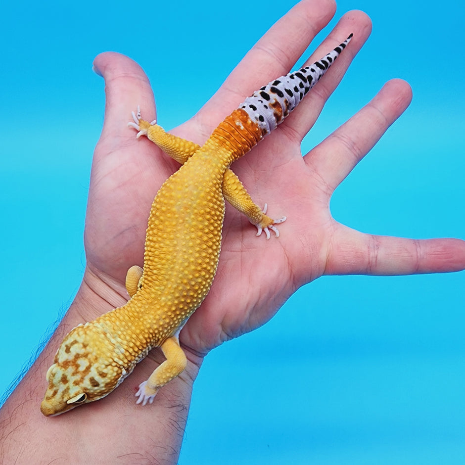 Tangerine Leopard Geckos for Sale – Geeky Gecko Creations