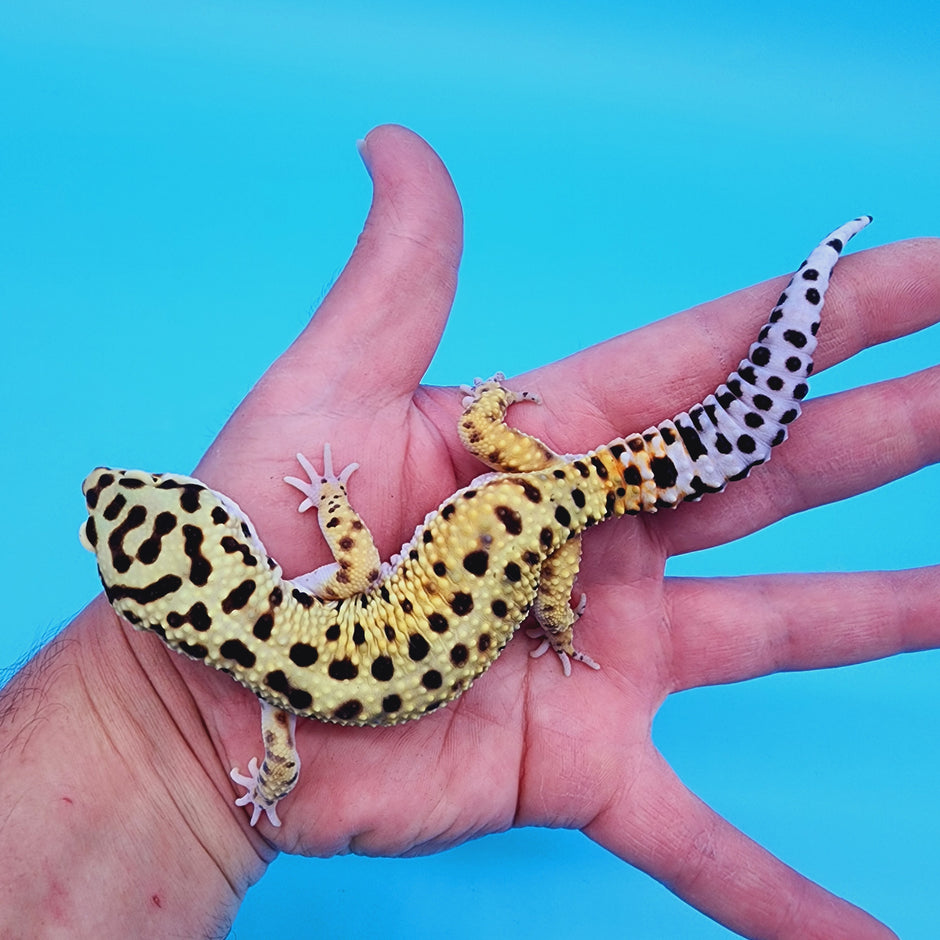 All Leopard Geckos for Sale – Geeky Gecko Creations
