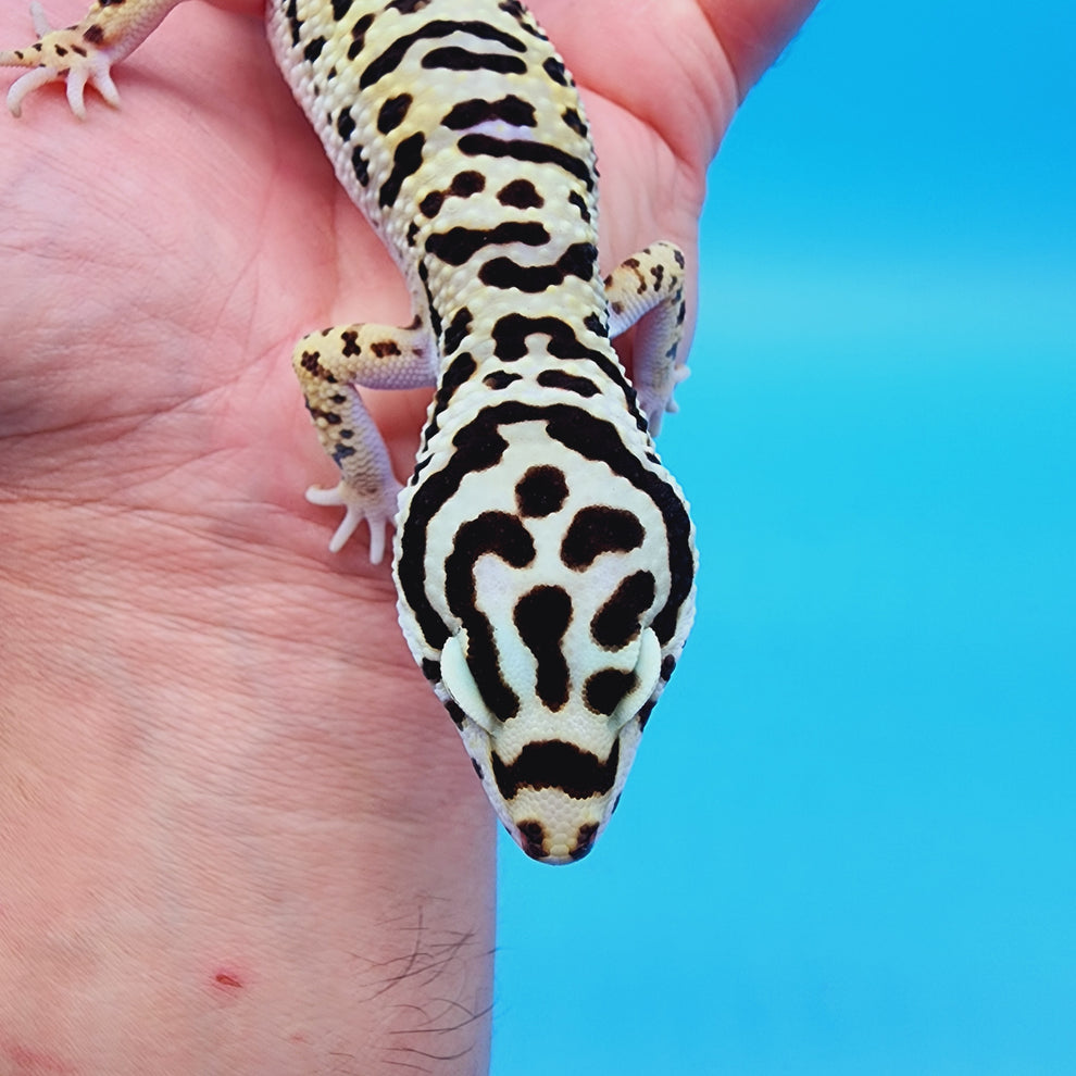 Male Bumblebee Halloween Mask Bandit (human headstamp) – Geeky Gecko ...