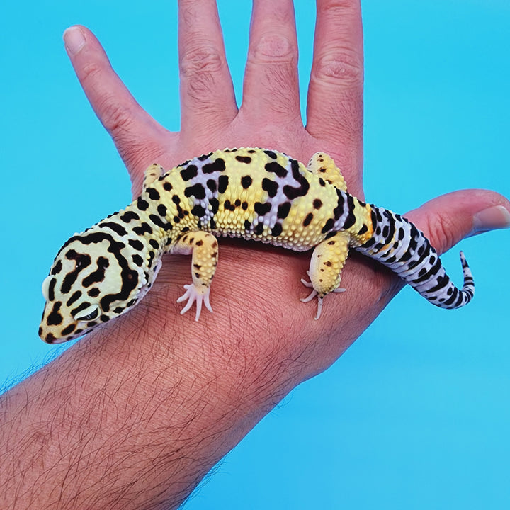 Halloween Mask Leopard Geckos – Geeky Gecko Creations