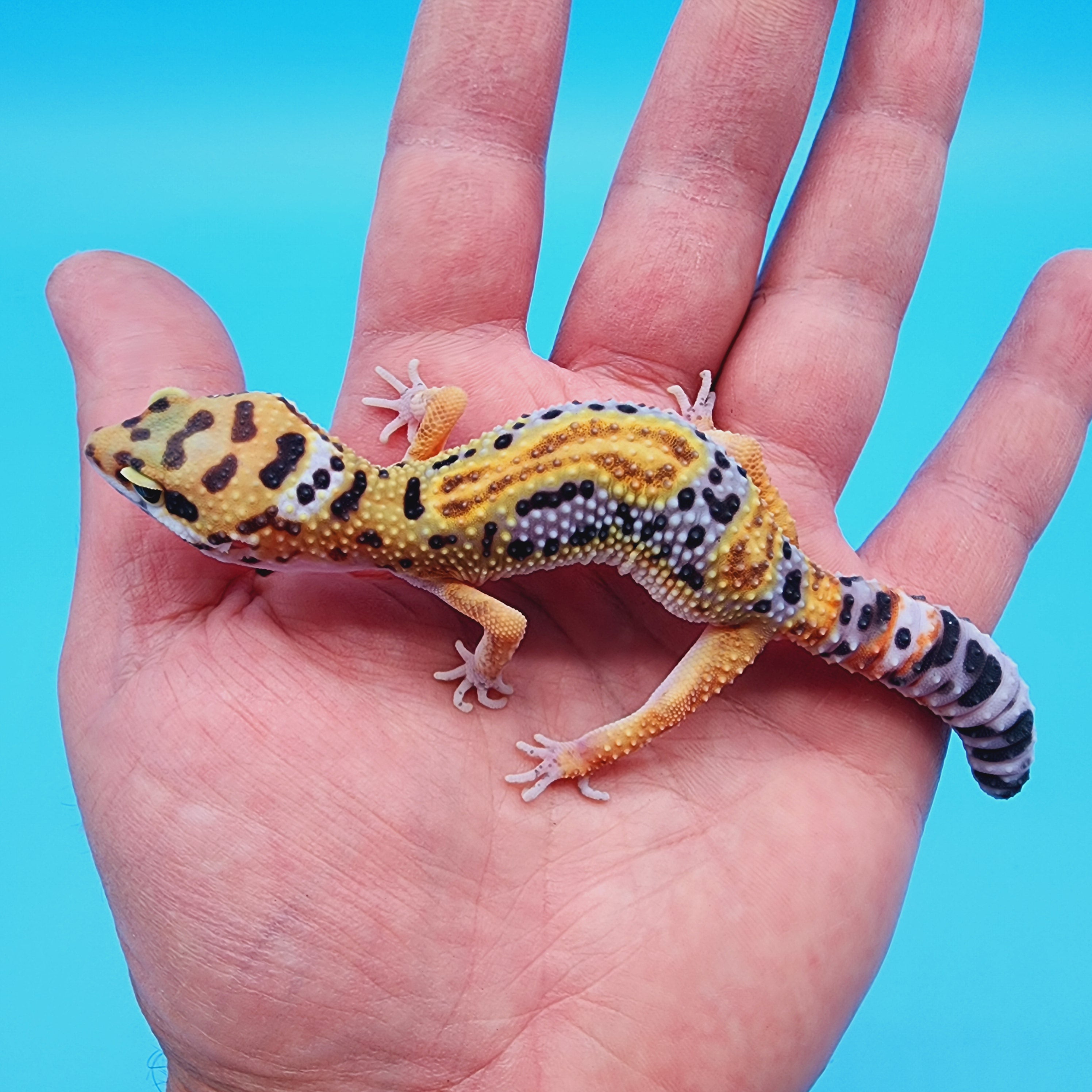 Unsexed Inferno Bold Emerine (rounded tail-tip) – Frank Cuzzolina