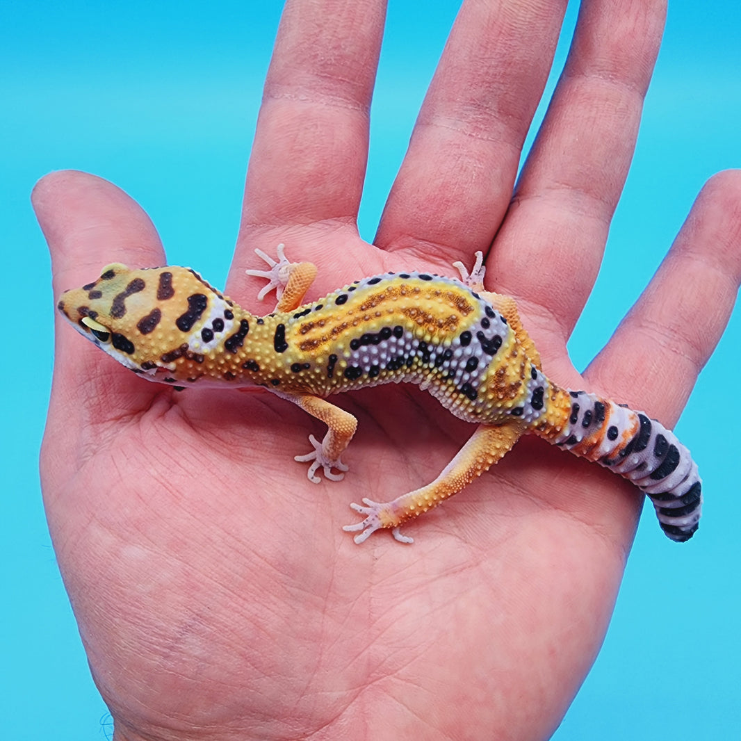 All Leopard Geckos for Sale – Geeky Gecko Creations