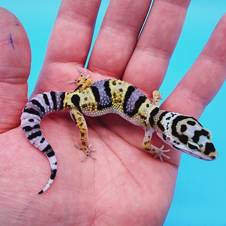 Halloween Mask Leopard Geckos – Geeky Gecko Creations