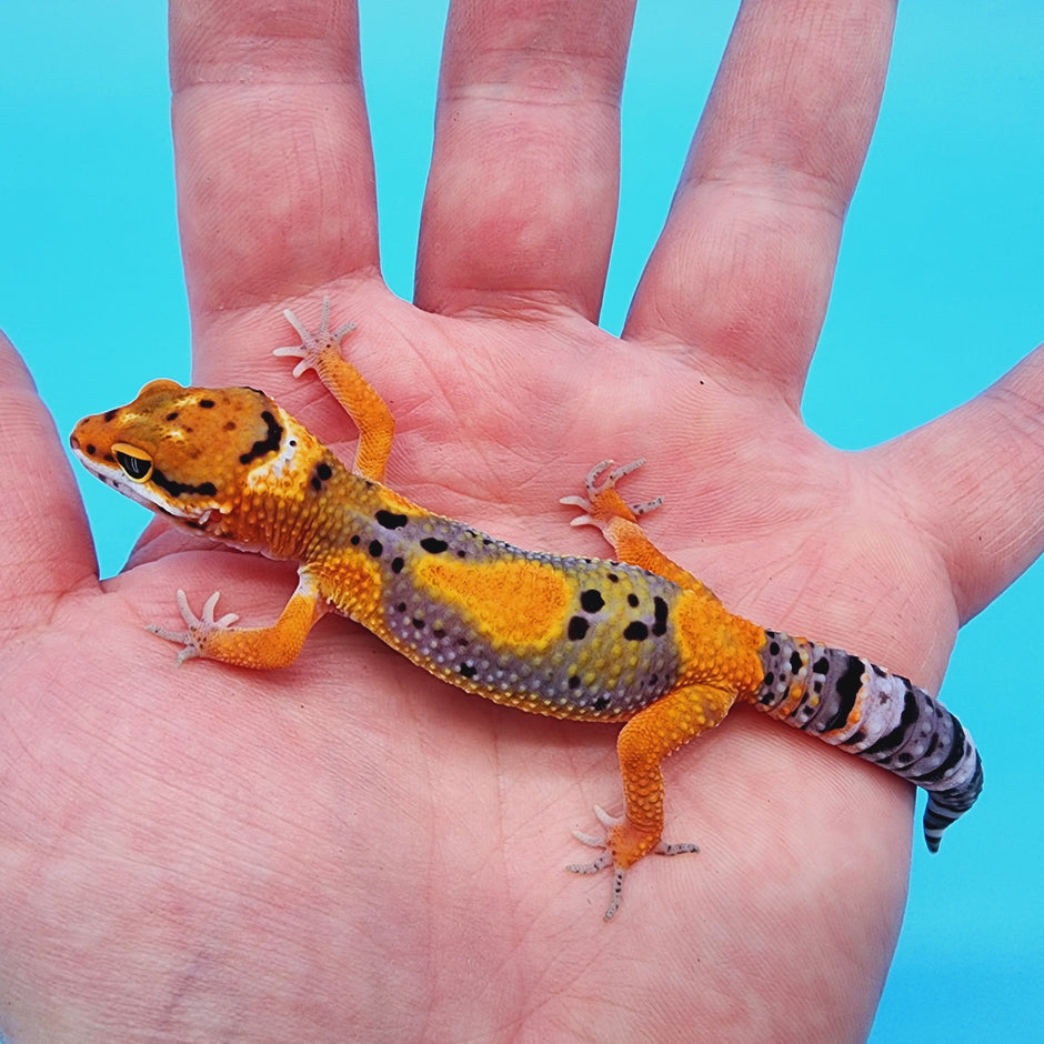 All Leopard Geckos for Sale – Geeky Gecko Creations