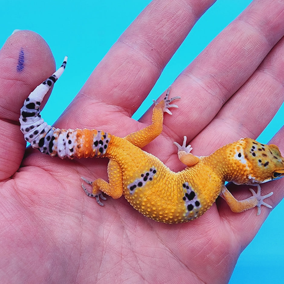Geeky Gecko Creations