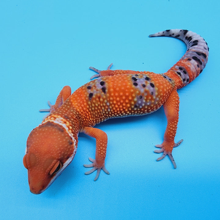 All Leopard Geckos for Sale – Geeky Gecko Creations