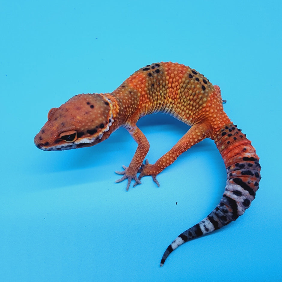 All Leopard Geckos for Sale – Geeky Gecko Creations