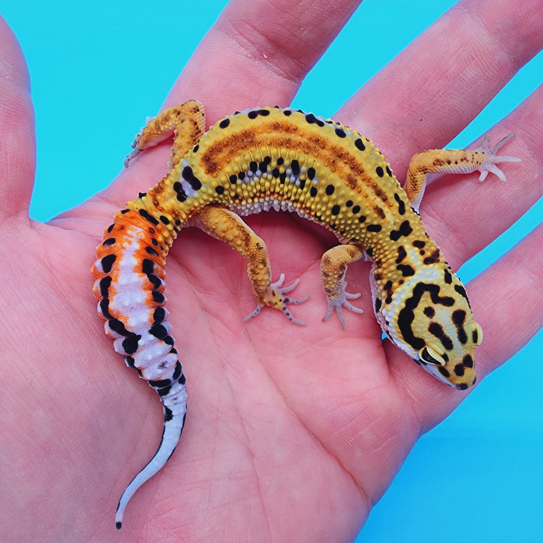 All Leopard Geckos for Sale – Geeky Gecko Creations