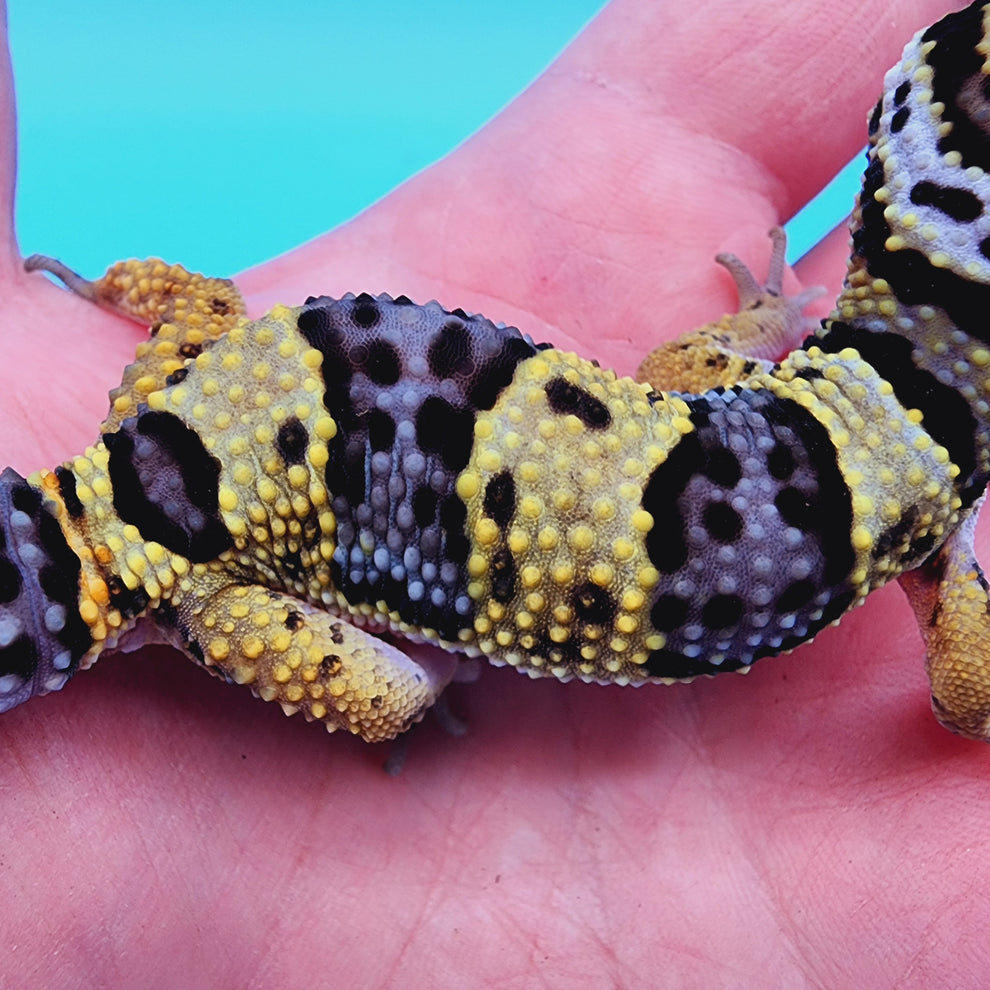 Bumblebee Halloween Mask Bandit – Geeky Gecko Creations