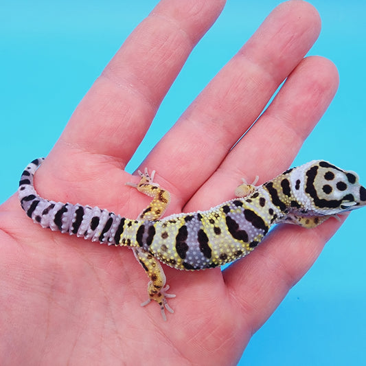 Bumblebee Leopard Gecko – Geeky Gecko Creations