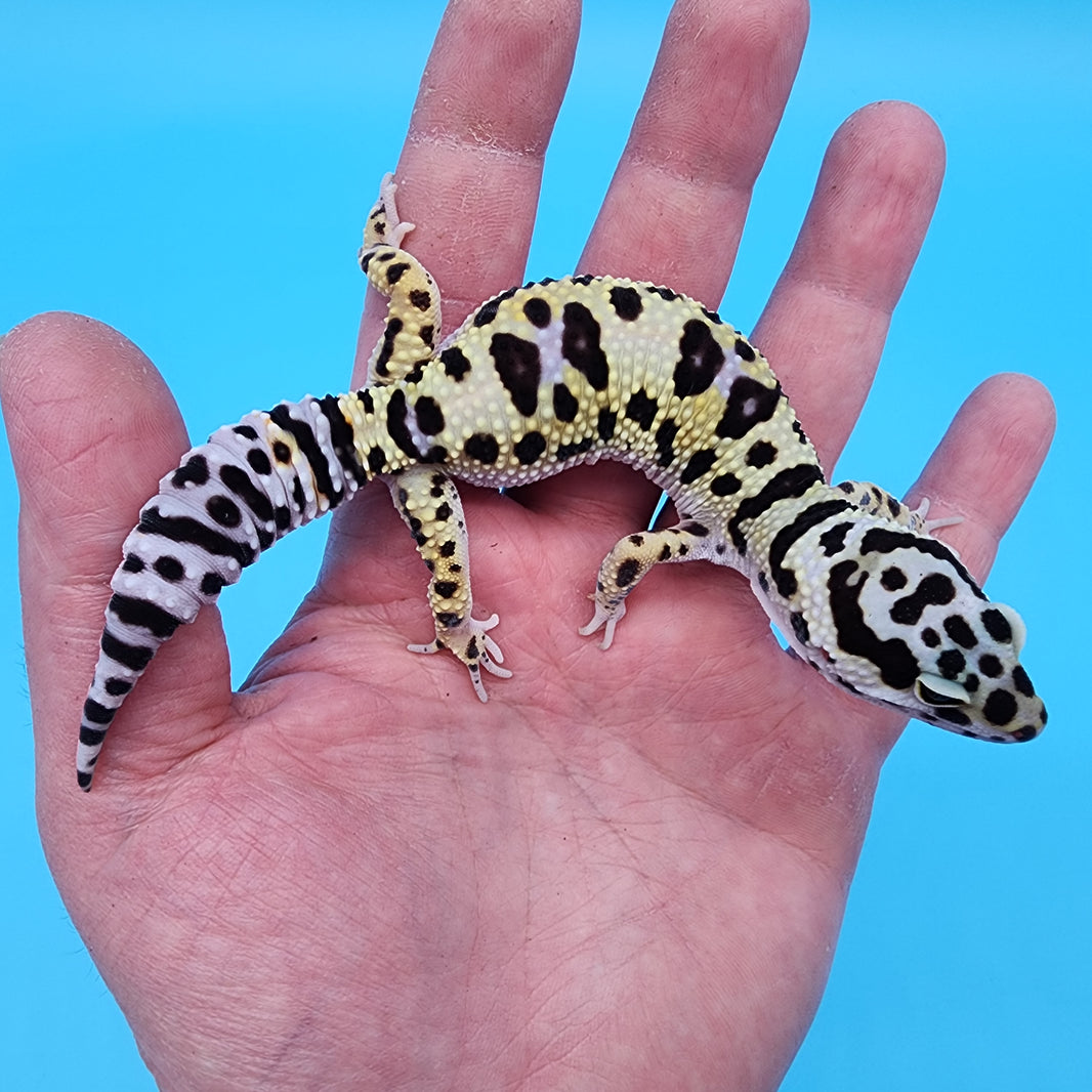 Bumblebee Leopard Gecko – Geeky Gecko Creations