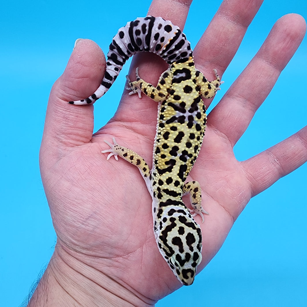 Bumblebee Leopard Gecko – Geeky Gecko Creations