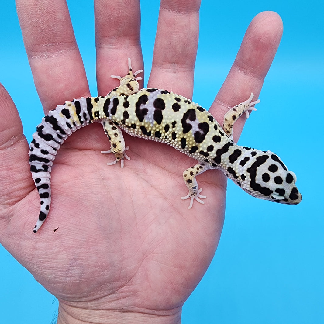Halloween Mask Leopard Geckos – Geeky Gecko Creations