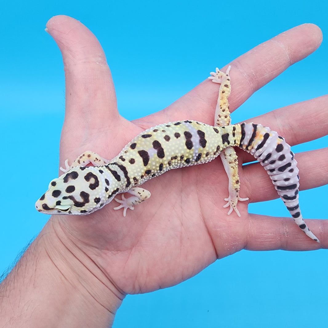 Bumblebee Leopard Gecko – Geeky Gecko Creations