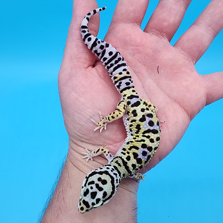 Bumblebee Leopard Gecko – Geeky Gecko Creations