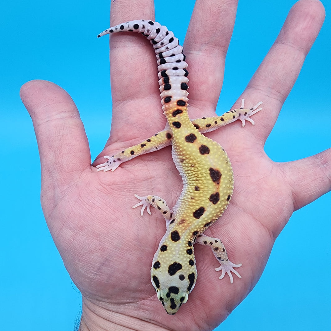 All Leopard Geckos for Sale – Geeky Gecko Creations