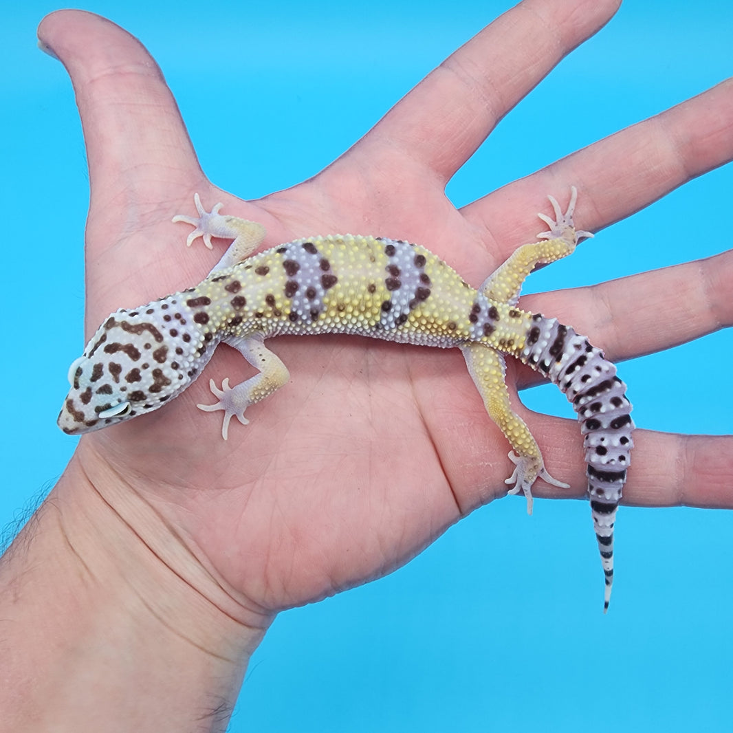 All Leopard Geckos for Sale – Geeky Gecko Creations