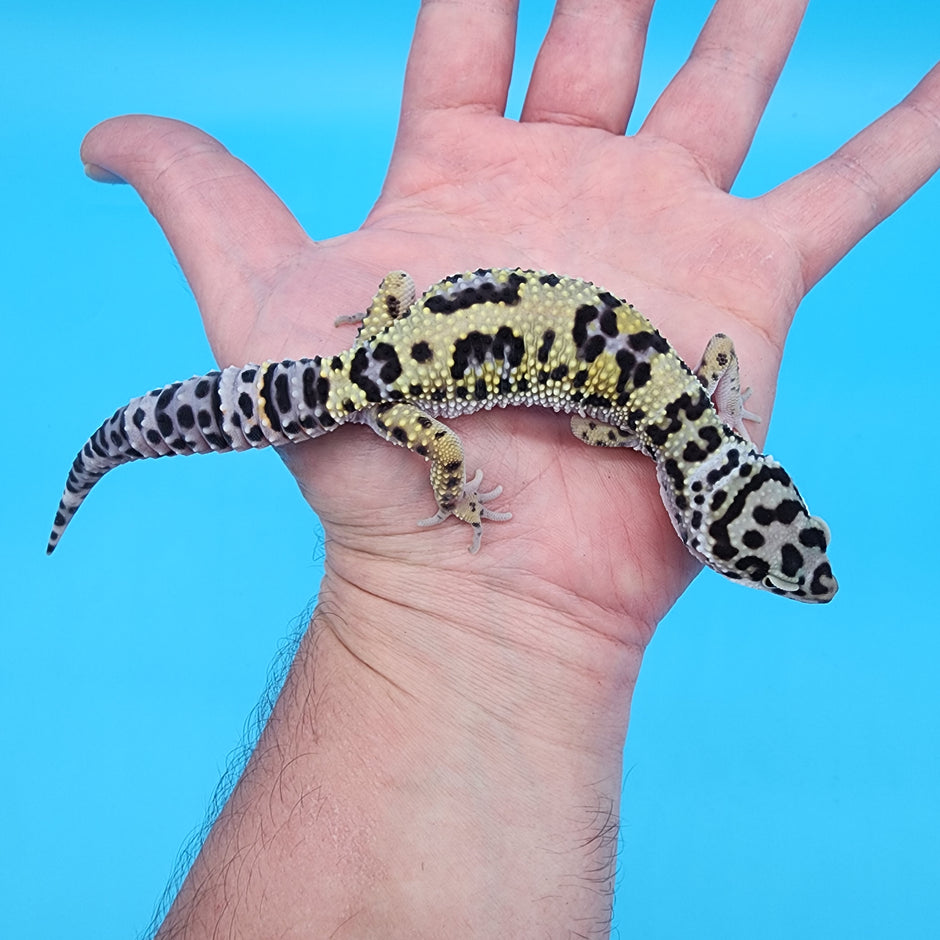 Bumblebee Leopard Gecko – Geeky Gecko Creations