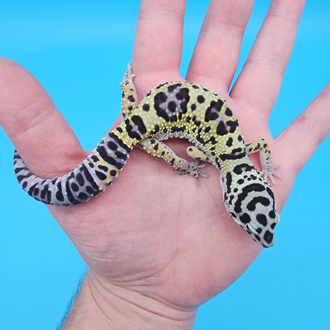 Bumblebee Leopard Gecko – Geeky Gecko Creations