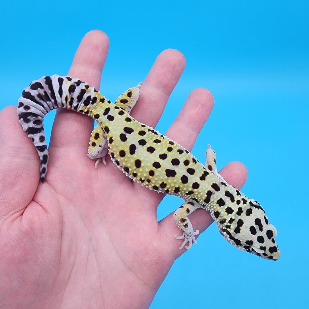 Mack Snow Leopard Geckos for Sale – Geeky Gecko Creations
