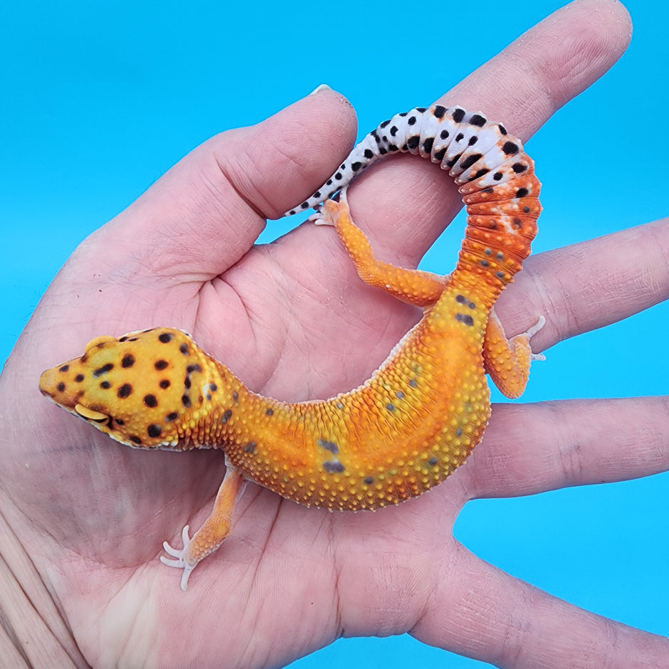 All Leopard Geckos for Sale – Geeky Gecko Creations