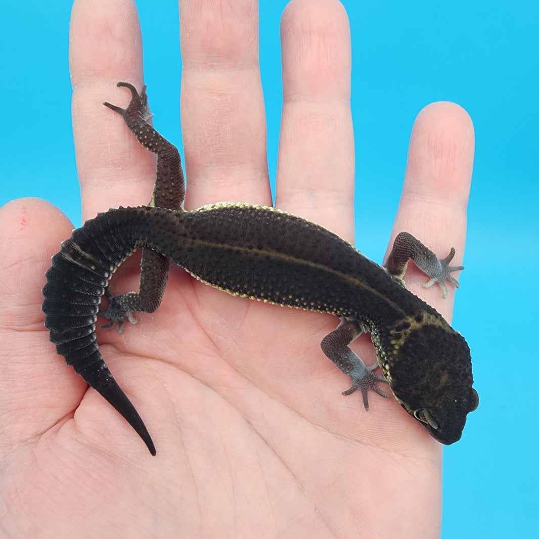 Black Night Leopard Geckos for Sale – Geeky Gecko Creations