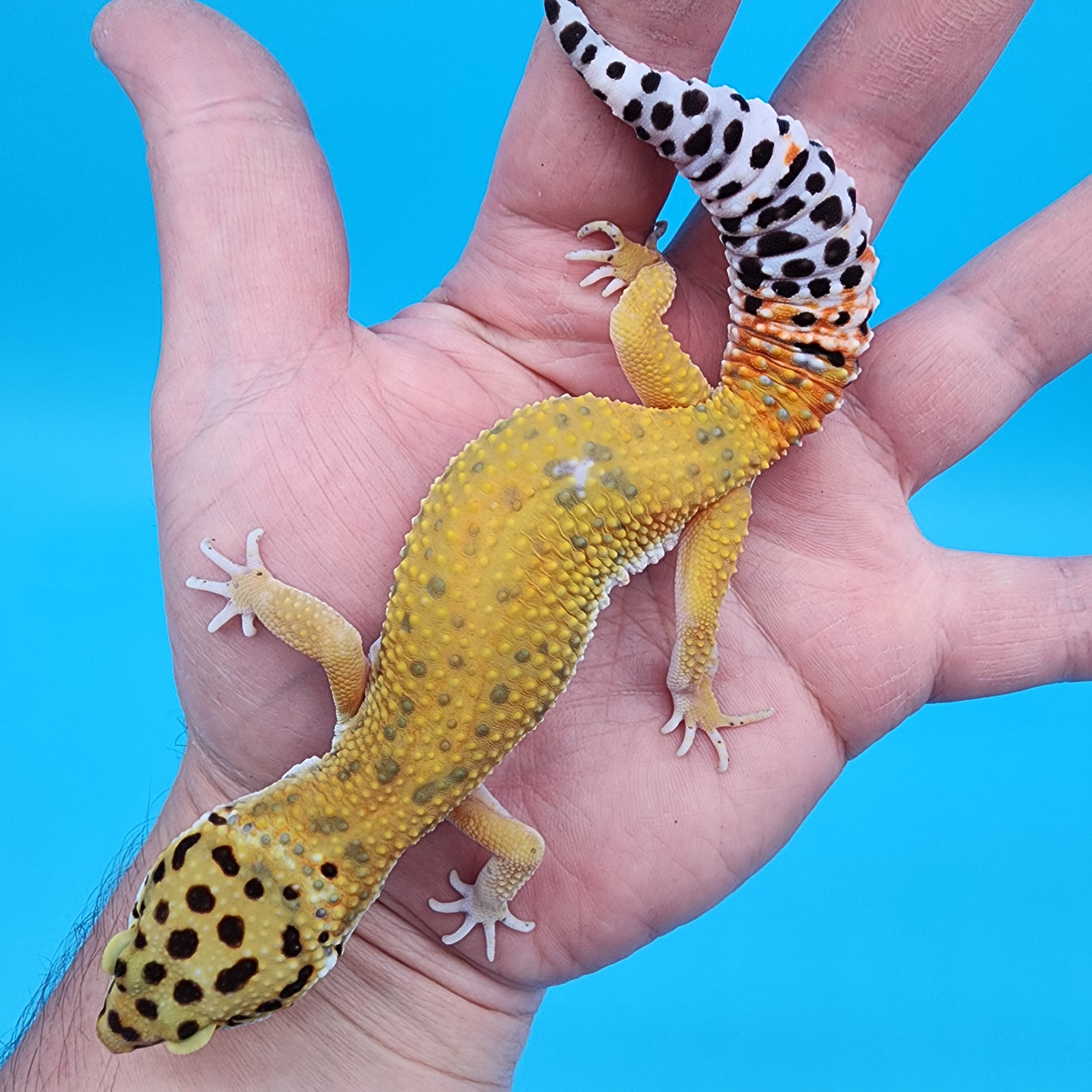 Female Giant Blood Bold Emerine – Frank Cuzzolina