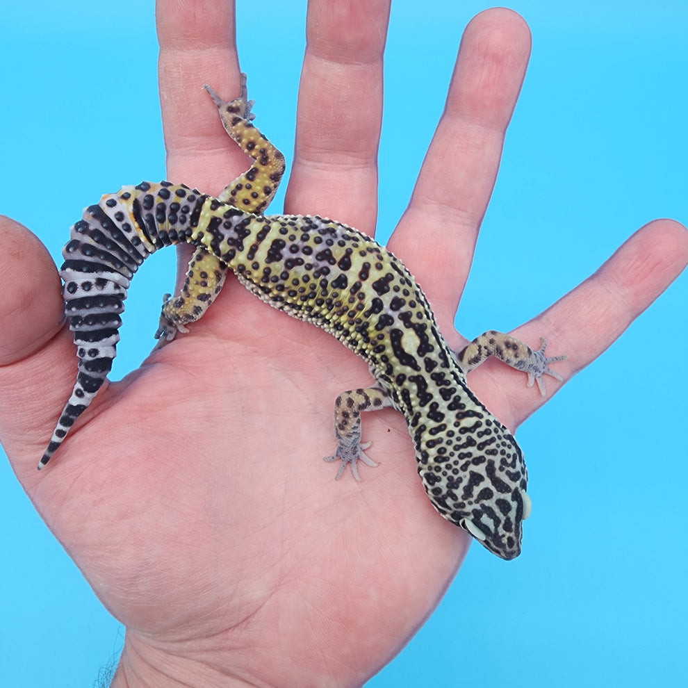 Male Black Night (C-Tier) – Geeky Gecko Creations
