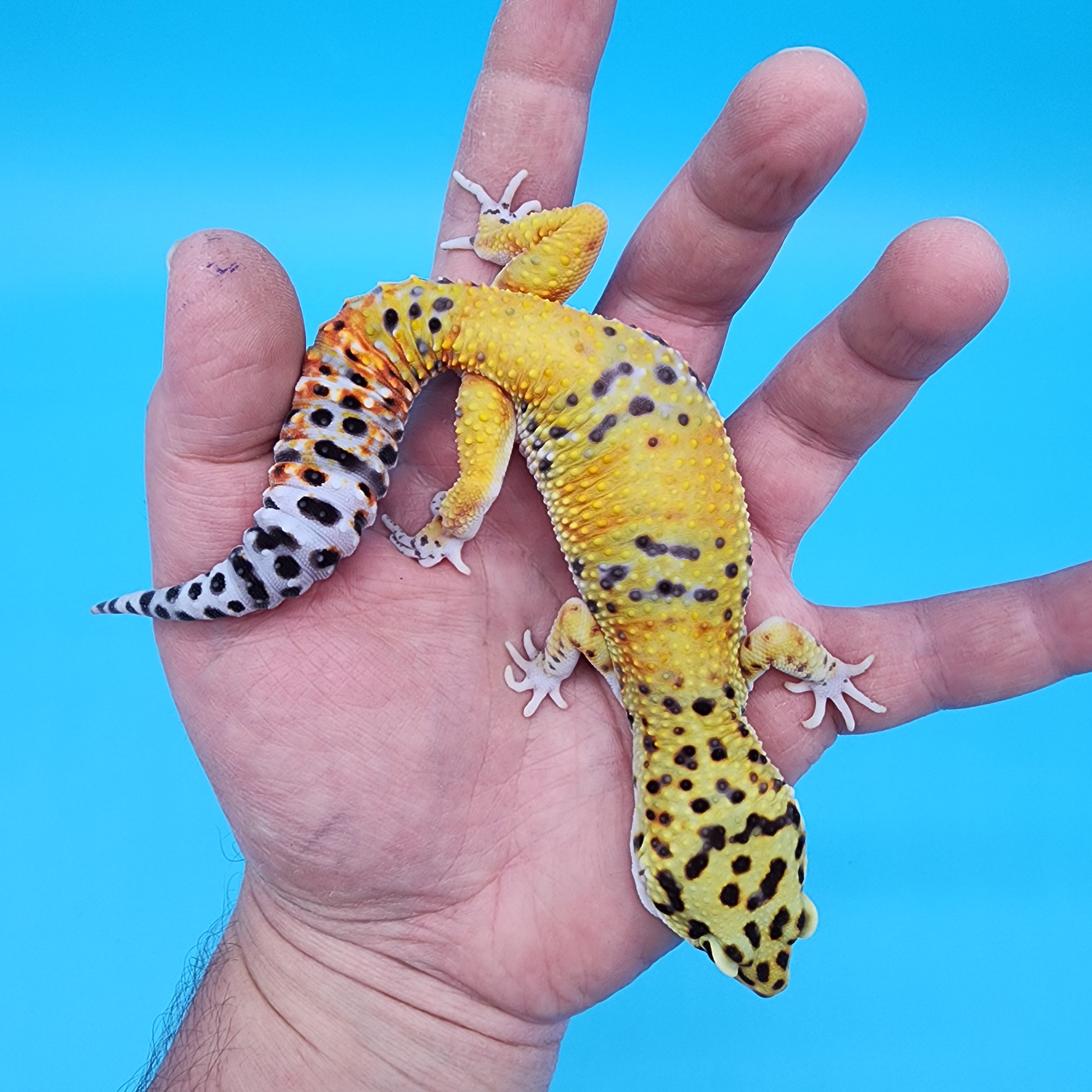 Male Fire Bold Emerine het Cipher – Frank Cuzzolina